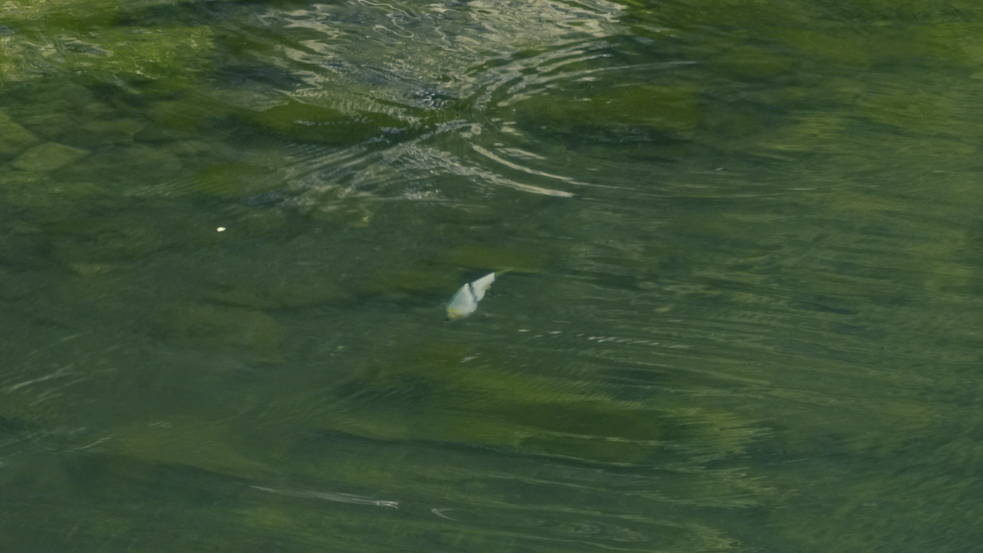 Talk about Davinci240 – ELEMENTS®